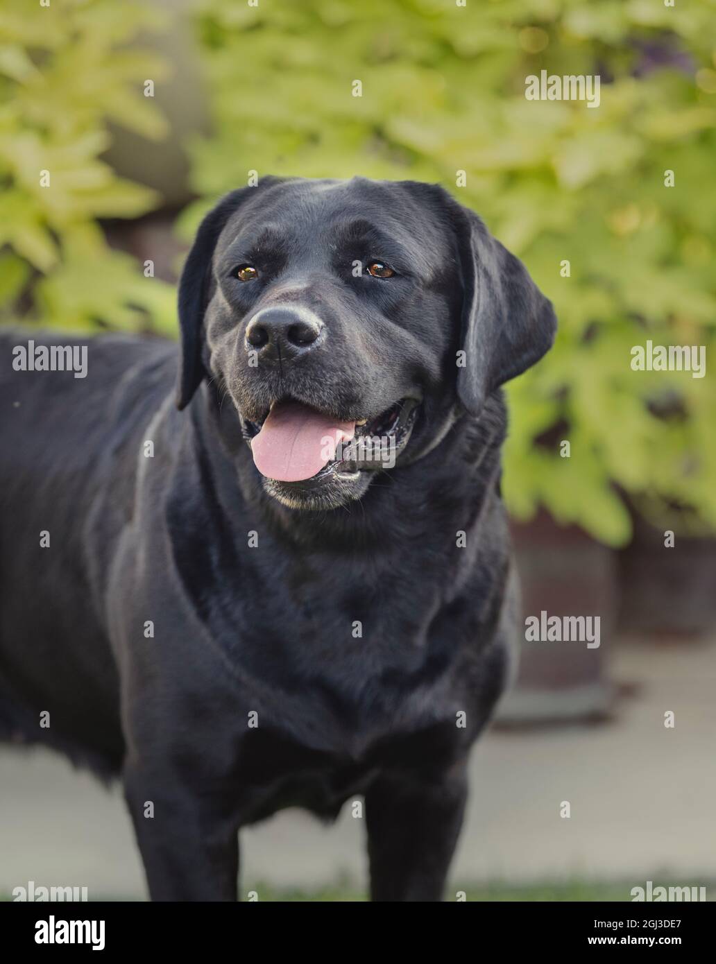 Natural portrait of a black Labrador Retrieve head shot Stock Photo - Alamy