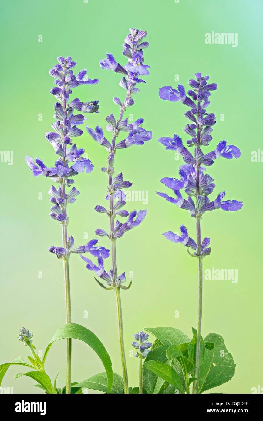 Salvia signum hi-res stock photography and images - Alamy