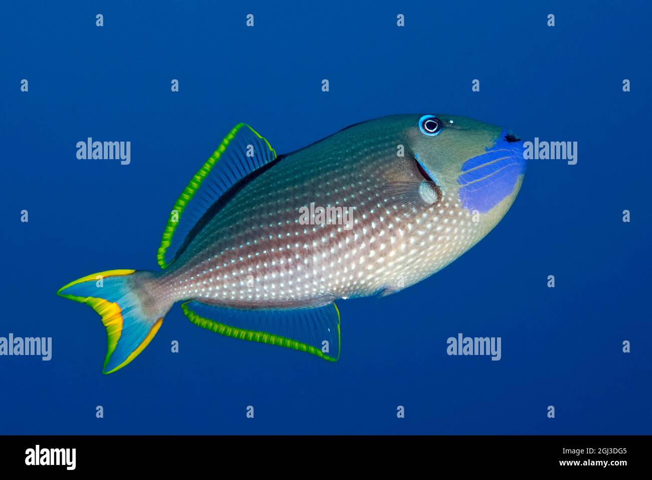 gilded triggerfish, Xanthichthys auromarginatus, Kona Coast, Big Island ...