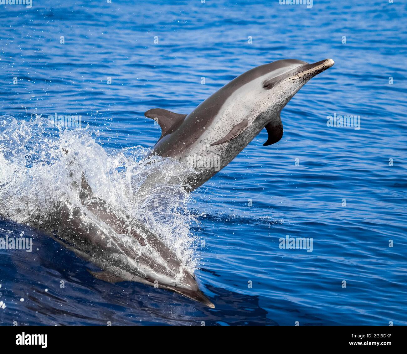 Pantropical Spotted Dolphin