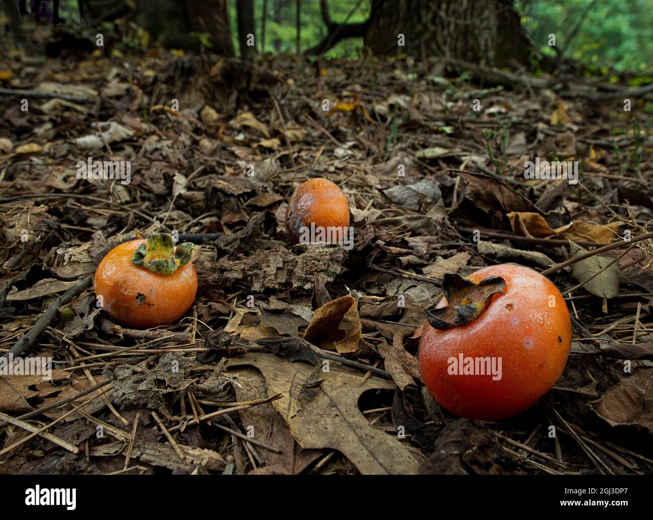 Fallen fruit of common persimmon (Diospyros virginiana). Fruit is eaten ...