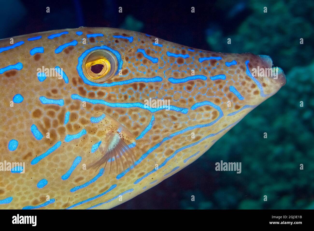 Aluterus aluterus hi-res stock photography and images - Alamy