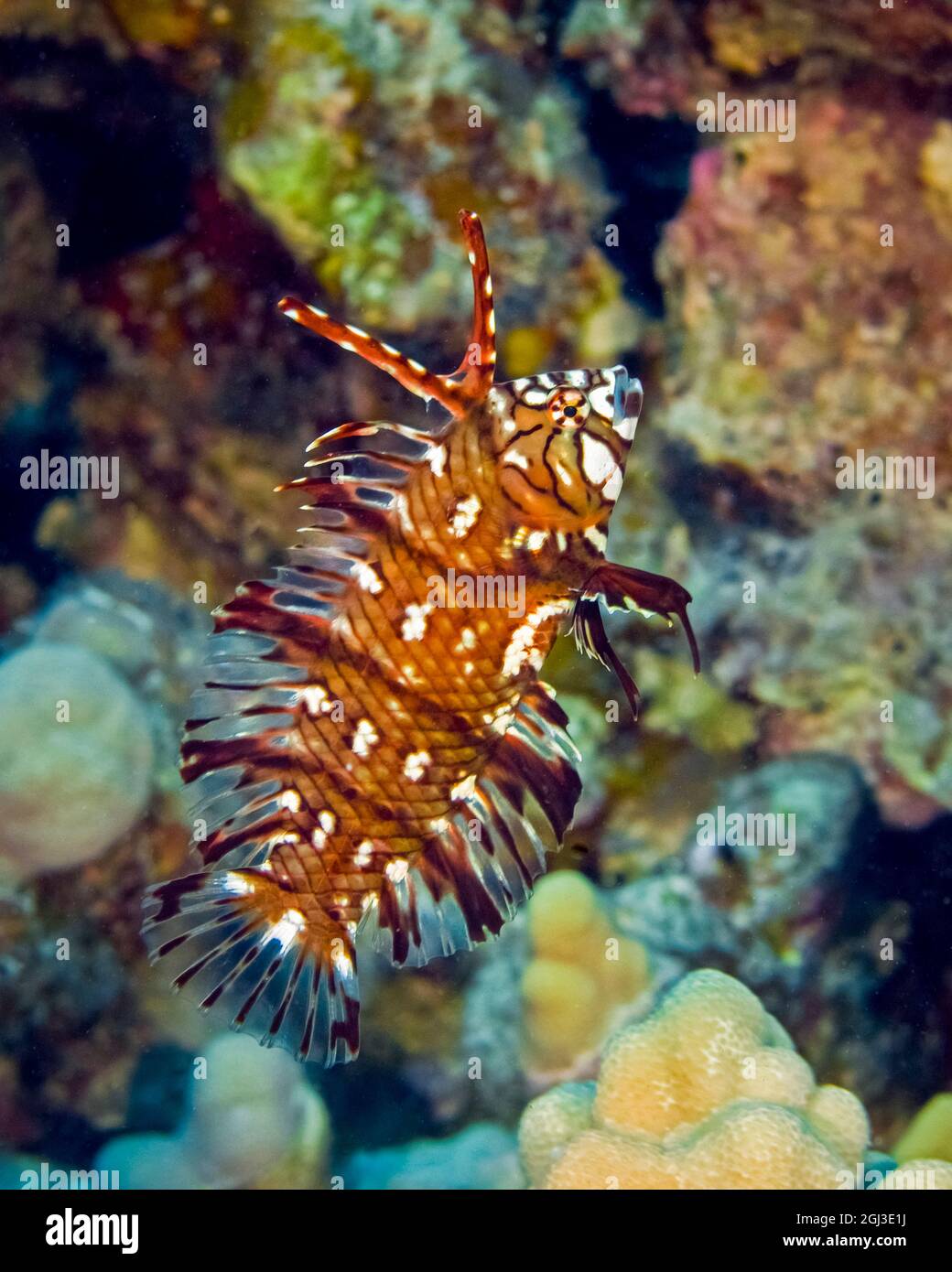 Dragon wrasse hi-res stock photography and images - Alamy