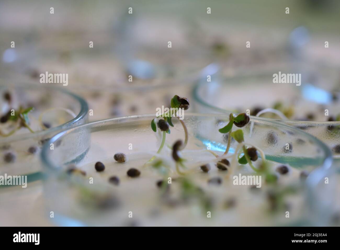 Germinated malt hi-res stock photography and images - Alamy