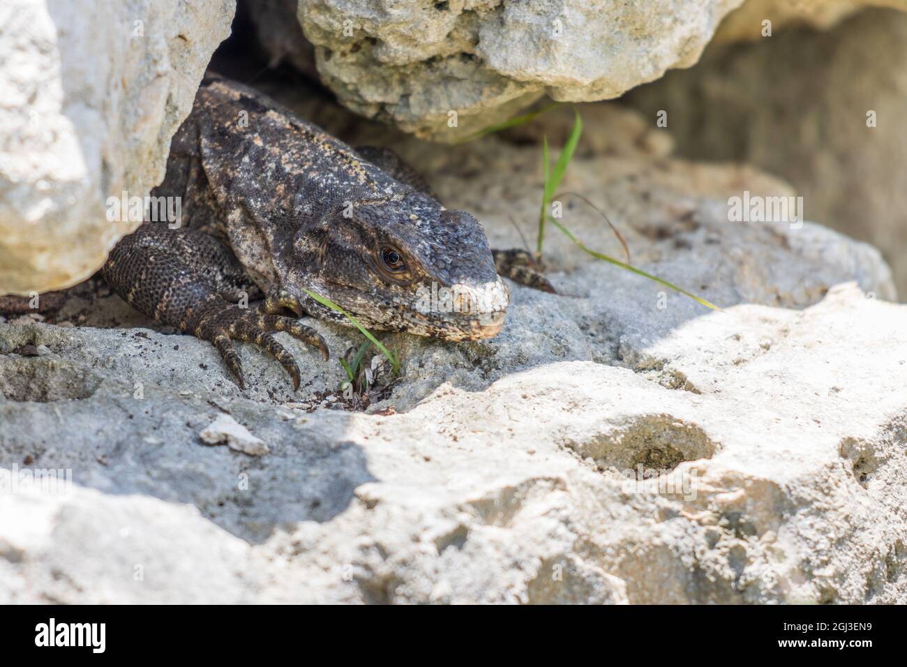 Closeup shot of a wild white-throated monitor lizard hiding on a rock ...