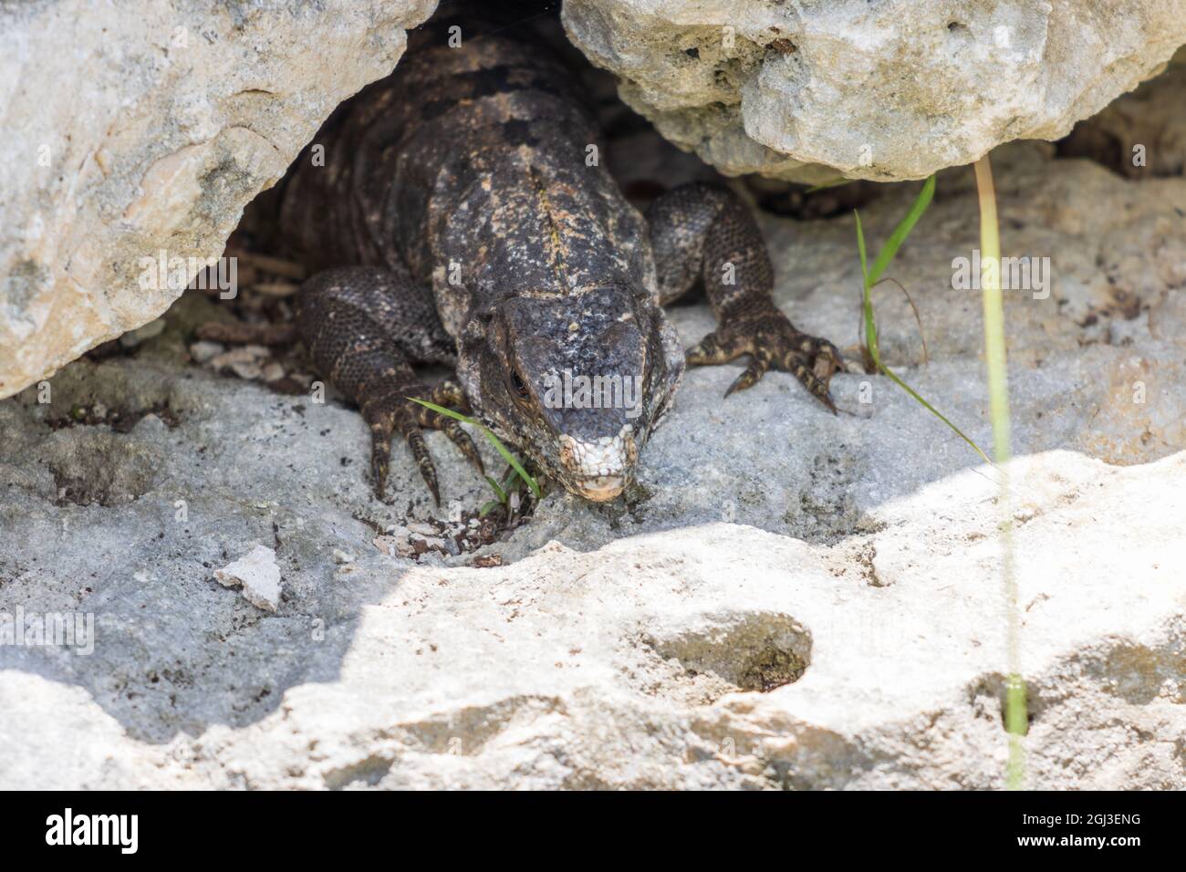 Closeup shot of a wild white-throated monitor lizard hiding on a rock ...