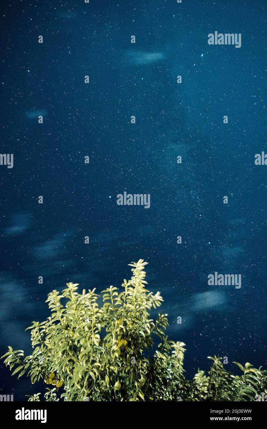 Night sky with Milky way stars and green tree in the foreground Stock ...
