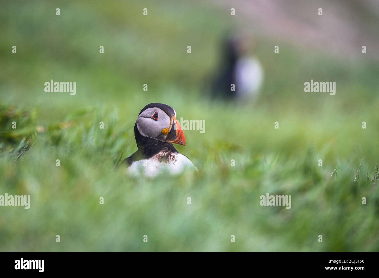 Puffins during the breeding season - Skomer island bird colony Wales ...