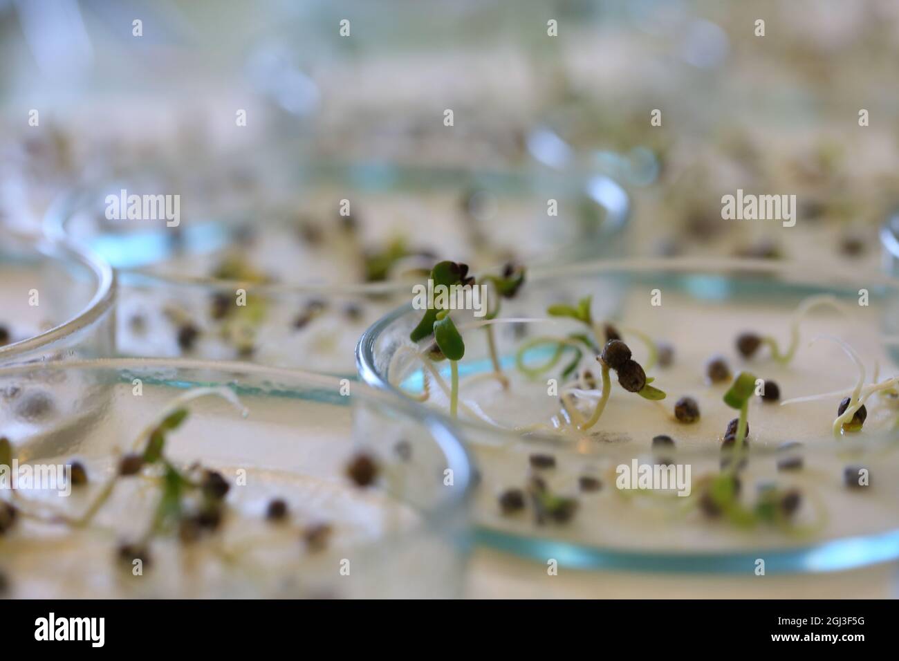 Studying mold on germinated seeds in a science laboratory Stock Photo ...