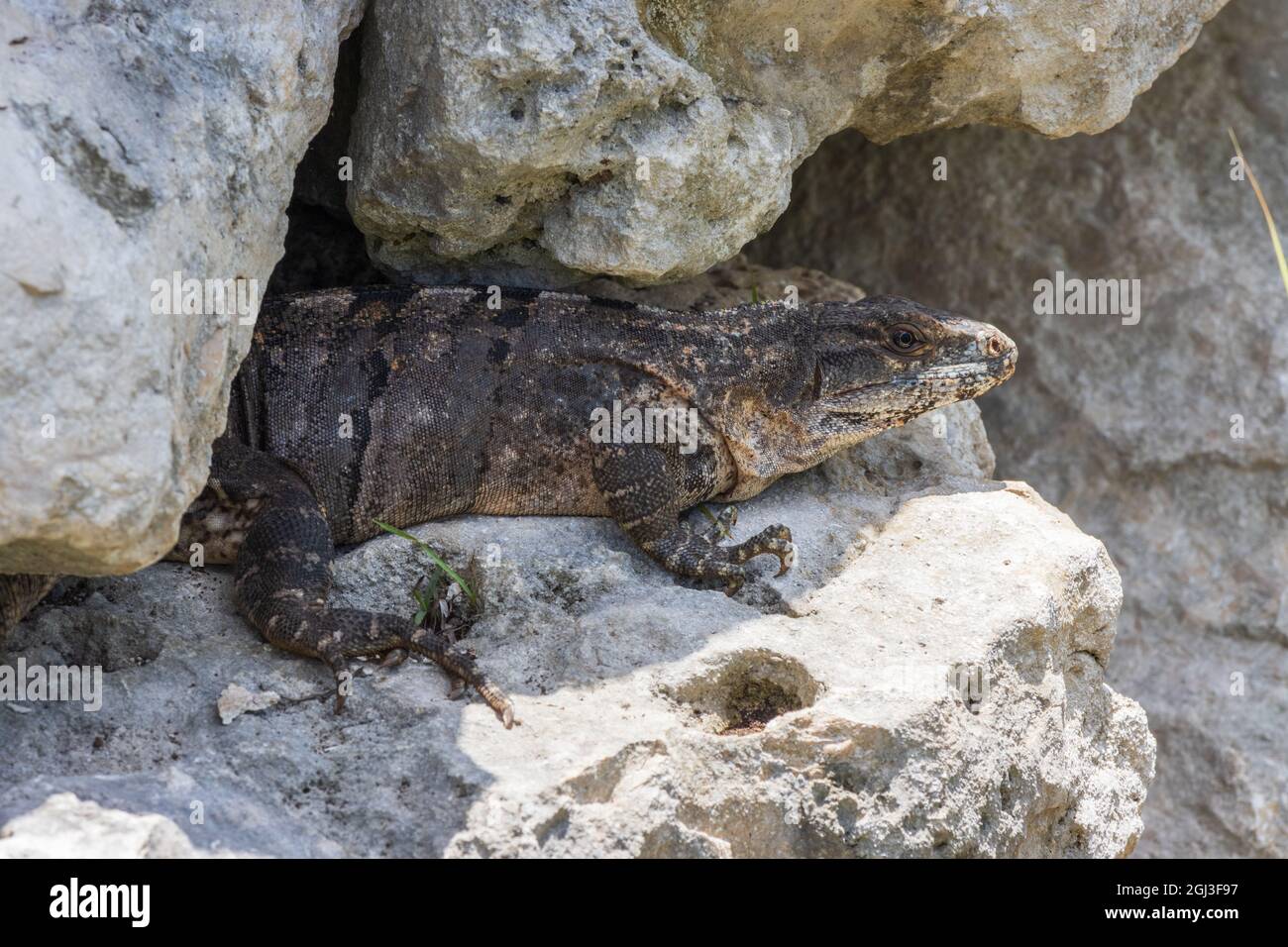 Closeup shot of a wild white-throated monitor lizard hiding on a rock ...