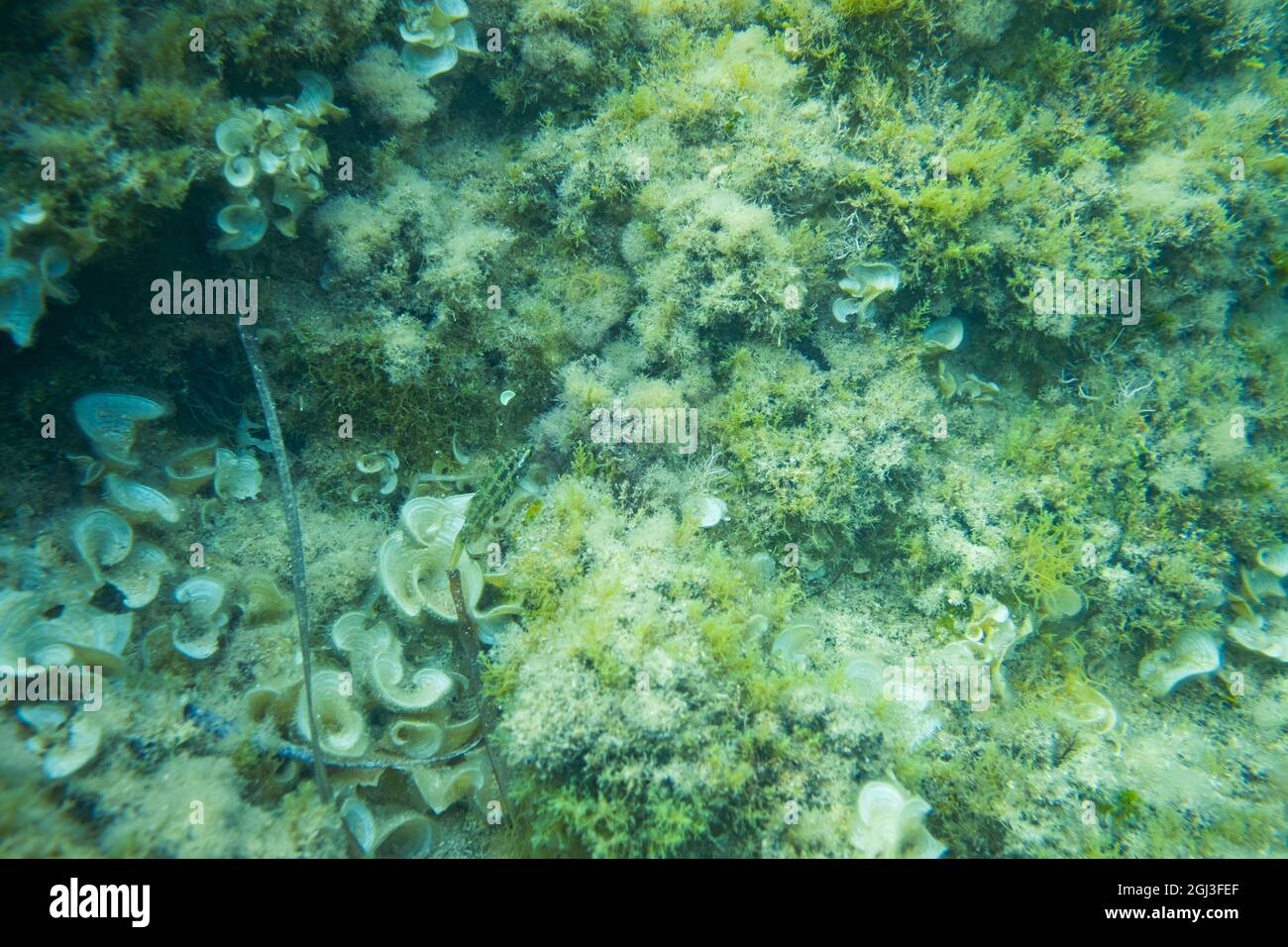 Coral Reefs Menorca Spain