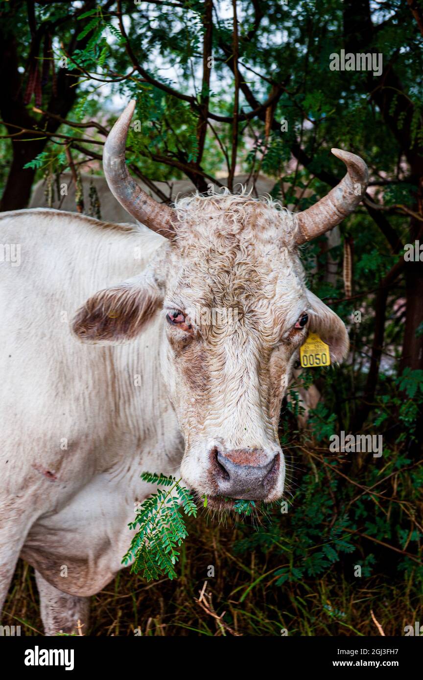Cow, cattle, livestock. Agriculture and livestock in Sonora, Mexico ...