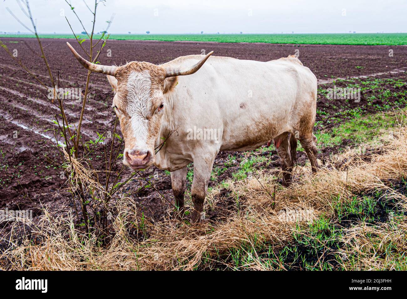 Cow, cattle, livestock. Agriculture and livestock in Sonora, Mexico ...