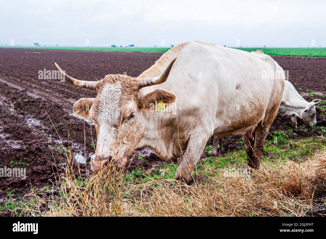 Cow, cattle, livestock. Agriculture and livestock in Sonora, Mexico ...