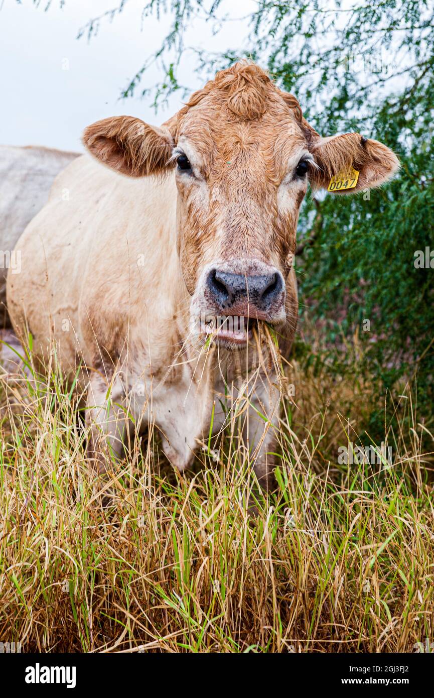 Cow, cattle, livestock. Agriculture and livestock in Sonora, Mexico ...