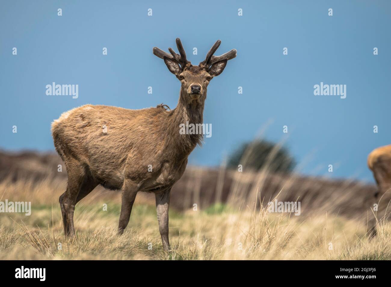 Hart peak hi-res stock photography and images - Alamy