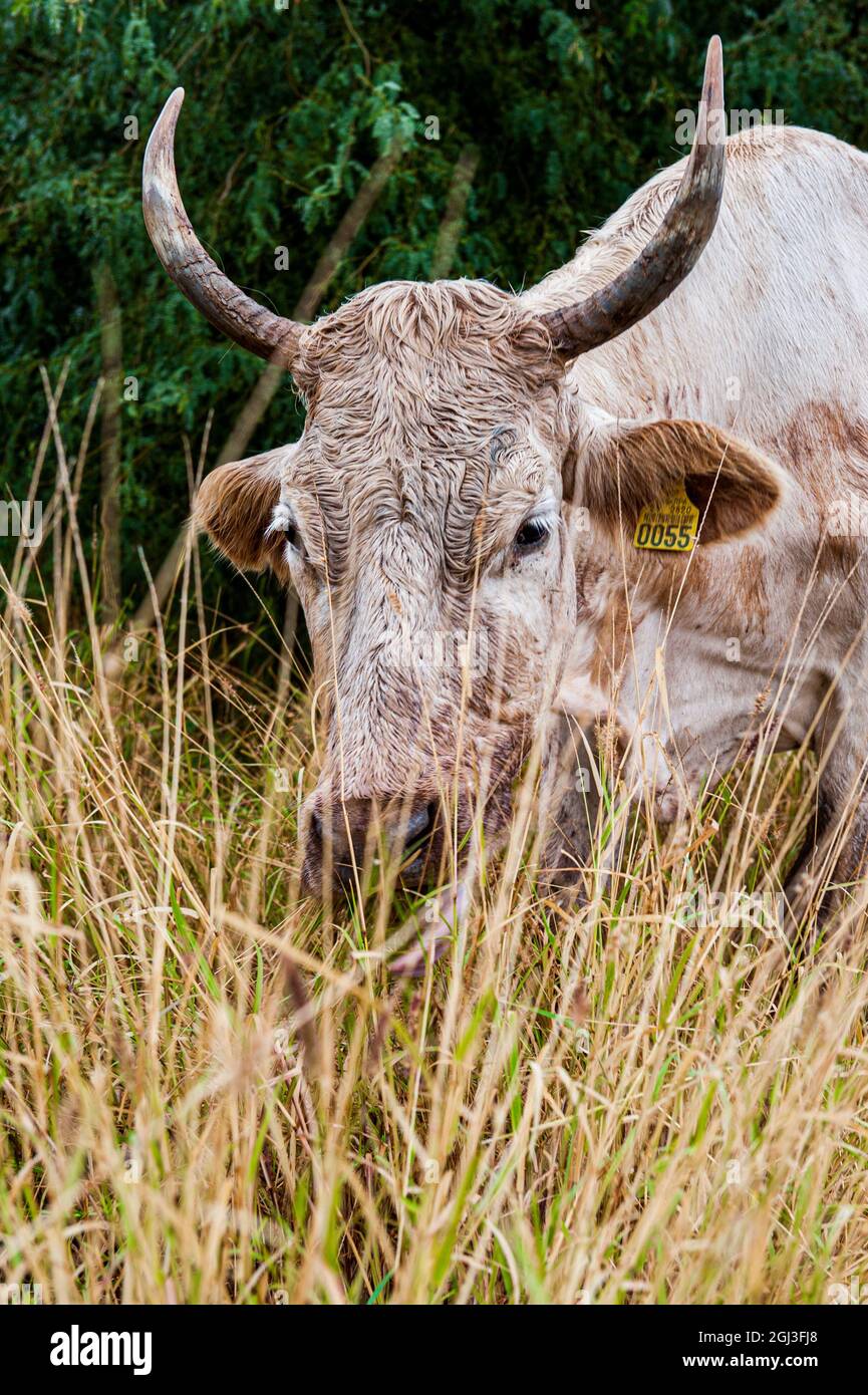 Cow, cattle, livestock. Agriculture and livestock in Sonora, Mexico ...
