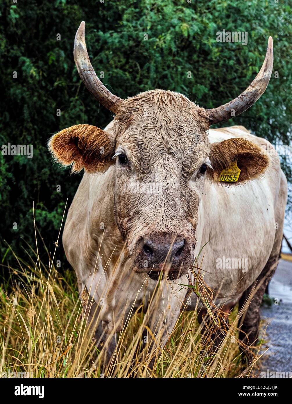 Cow, cattle, livestock. Agriculture and livestock in Sonora, Mexico ...