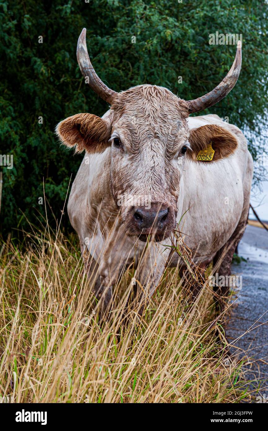 Cow, cattle, livestock. Agriculture and livestock in Sonora, Mexico ...