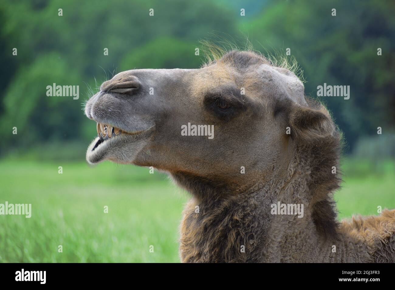 Side view of a camel hi-res stock photography and images - Alamy