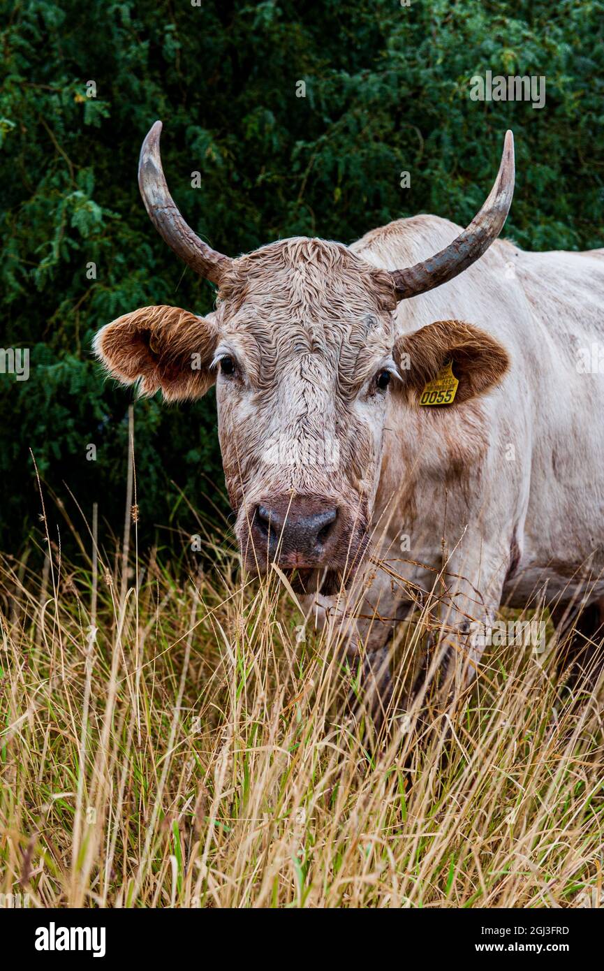 Cow, cattle, livestock. Agriculture and livestock in Sonora, Mexico ...