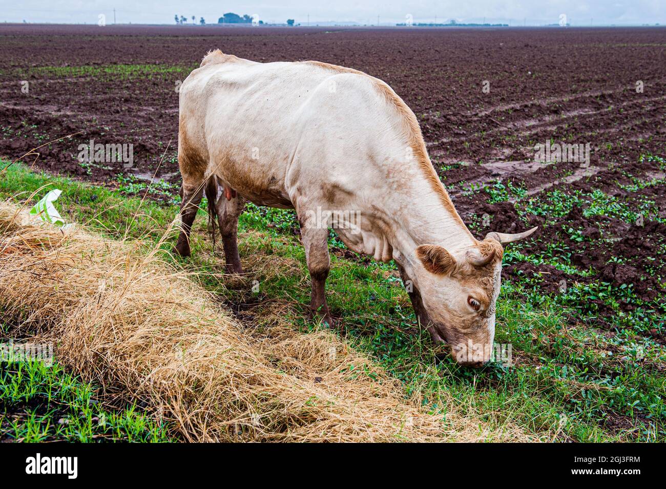 Cow, cattle, livestock. Agriculture and livestock in Sonora, Mexico ...