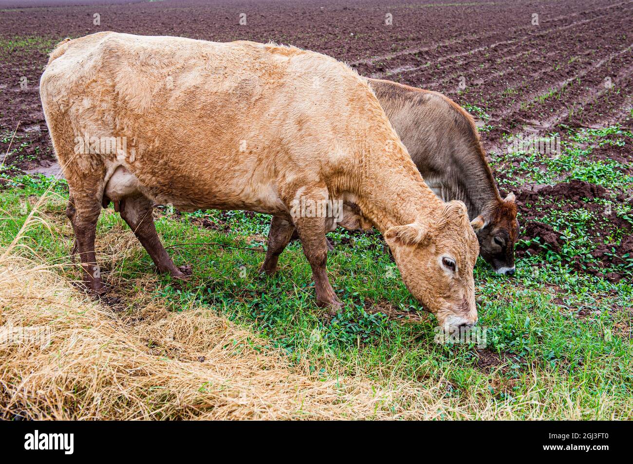Cow, cattle, livestock. Agriculture and livestock in Sonora, Mexico ...