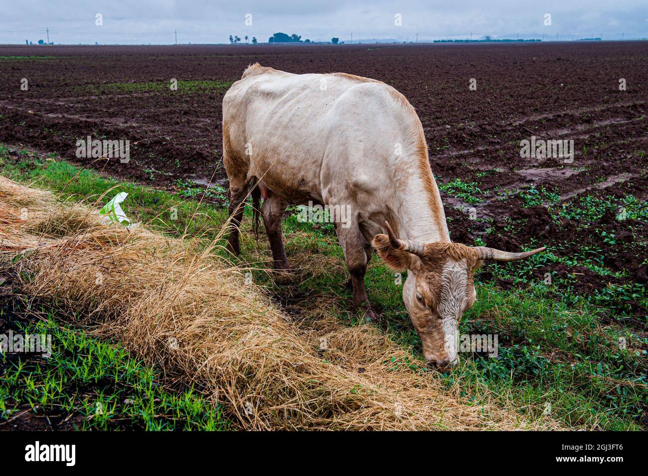 Cow, cattle, livestock. Agriculture and livestock in Sonora, Mexico ...