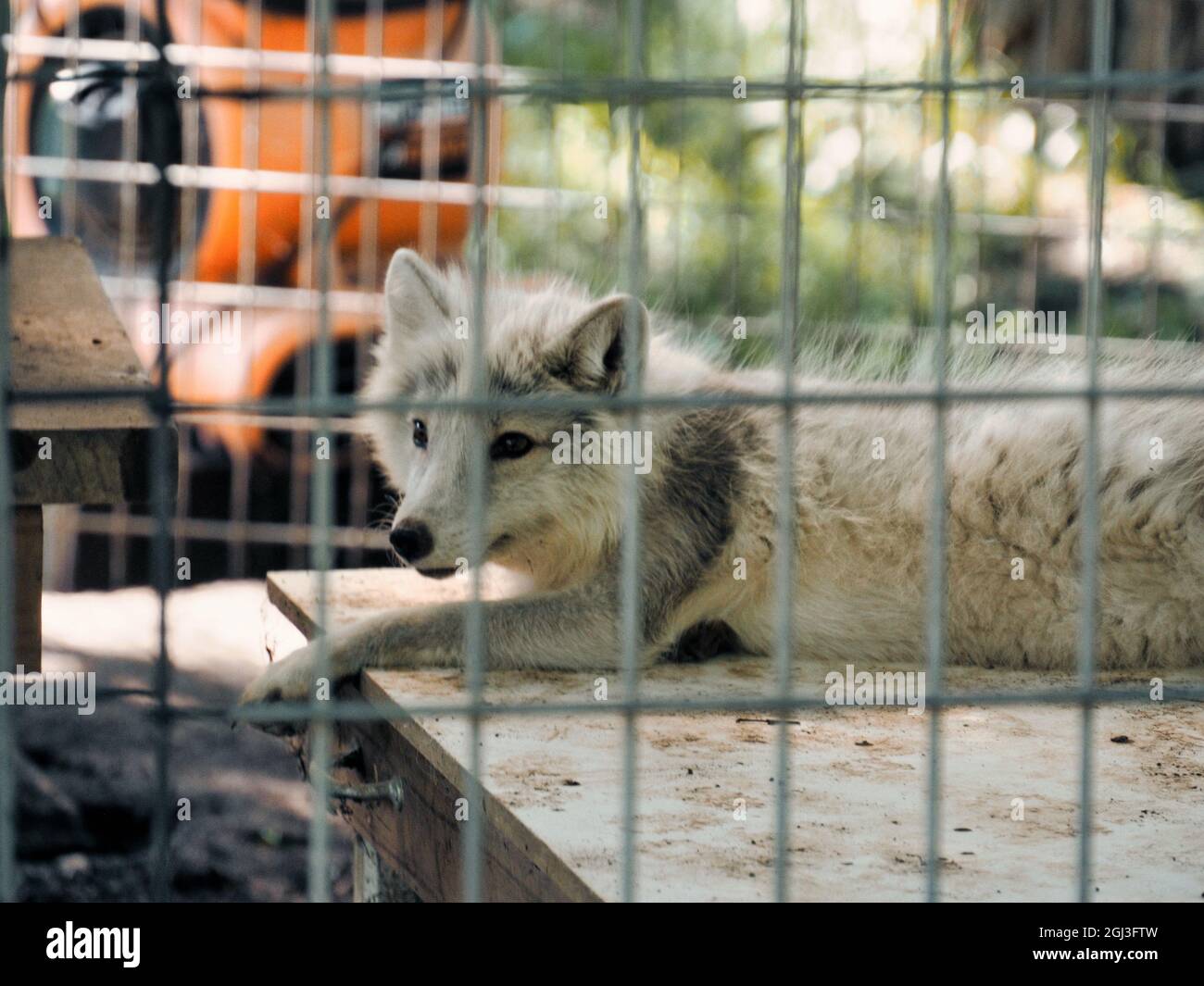 Majestic wolf behind the mesh in Cedar Cove Feline Conservation ...