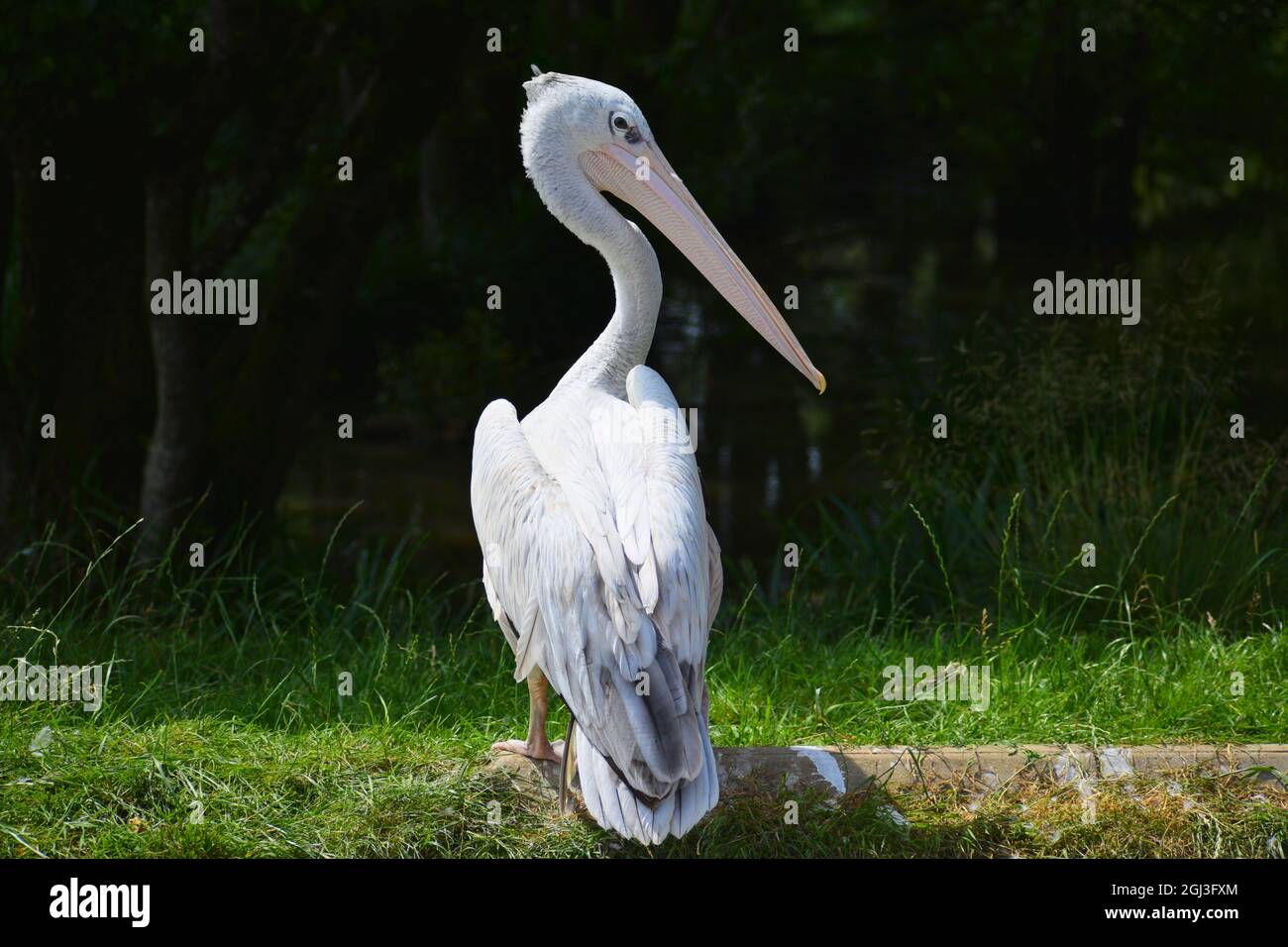 Back view of a Pelican with its head turned to the side Stock Photo - Alamy