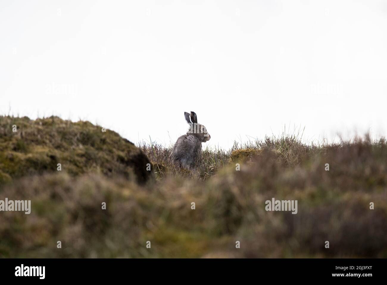 Mountain Hare in the Peak District, Wild Hare Stock Photo - Alamy