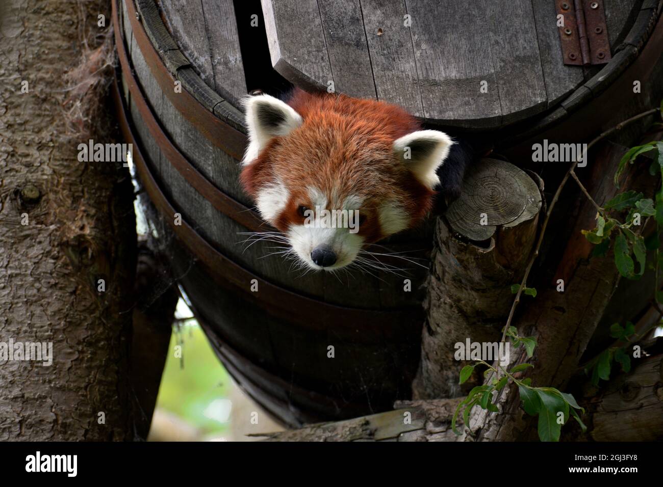 Red Panda poking its head out of a barrel Stock Photo - Alamy