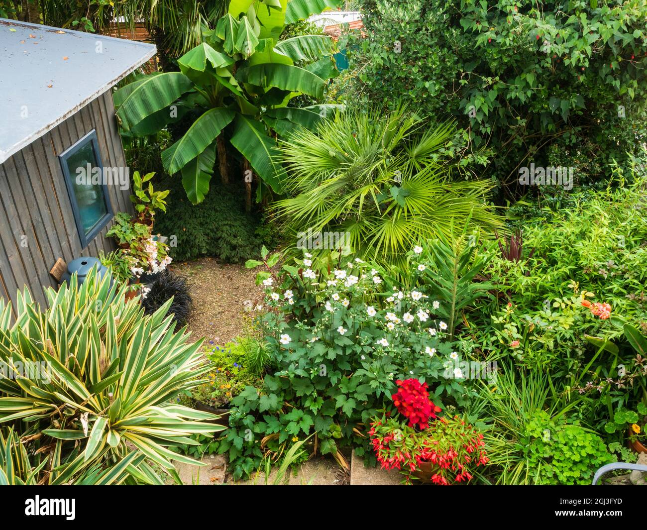 Overhead view of a small exotic garden in Plymouth, Devon, UK showing ...