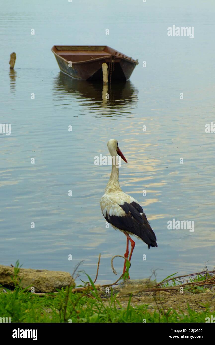 Vertical shot of a white stork on the lakeshore with a wooden boat ...