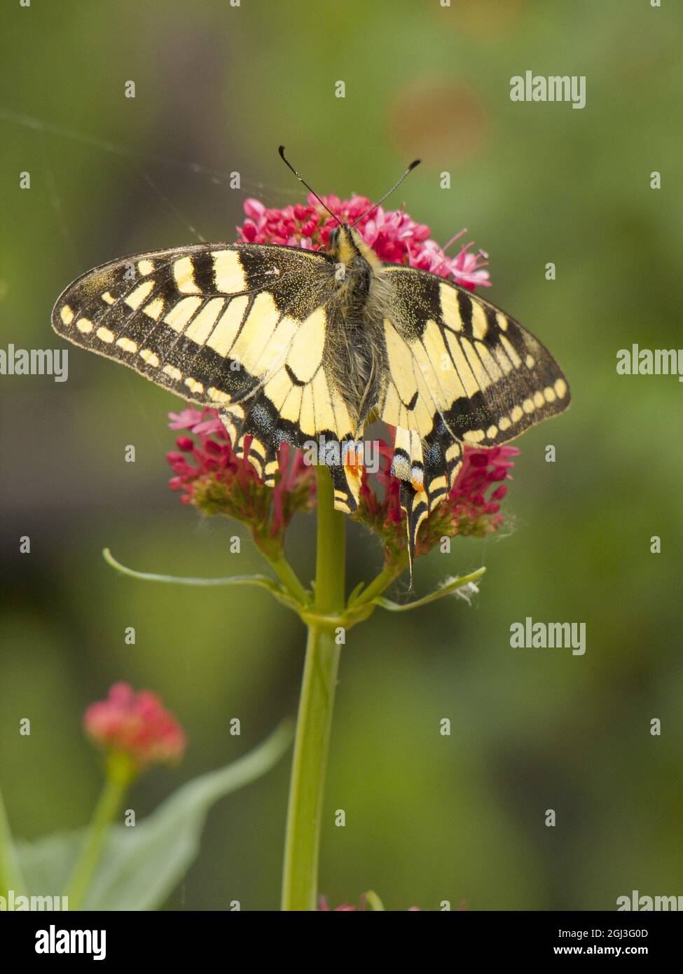 Macro shot of a butterfly collecting nectar on pink flowers against a ...