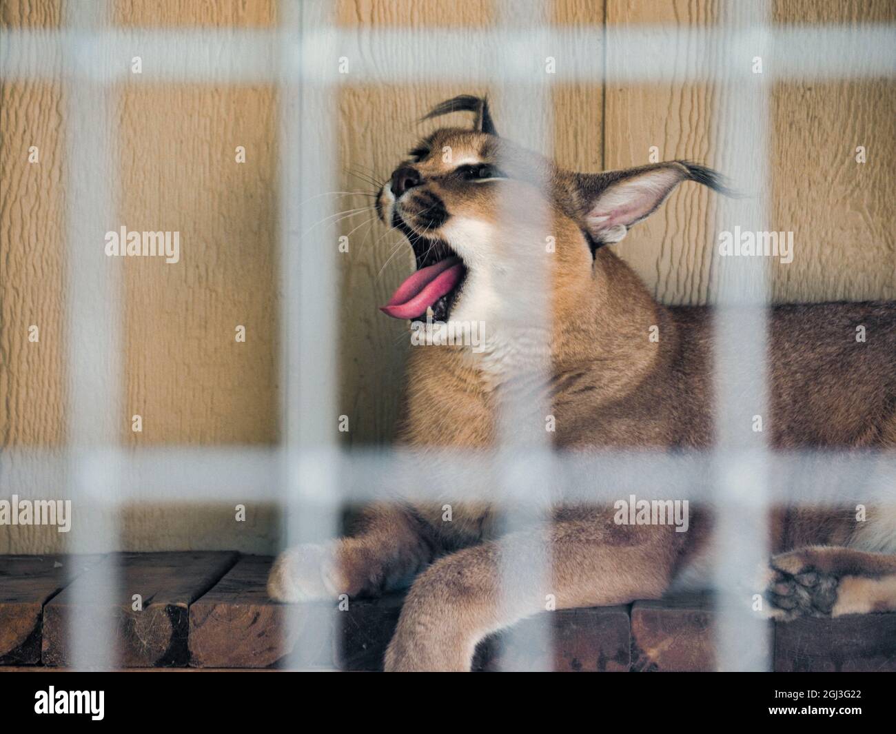 Lynx yawning behind the mesh in Cedar Cove Feline Conservation ...