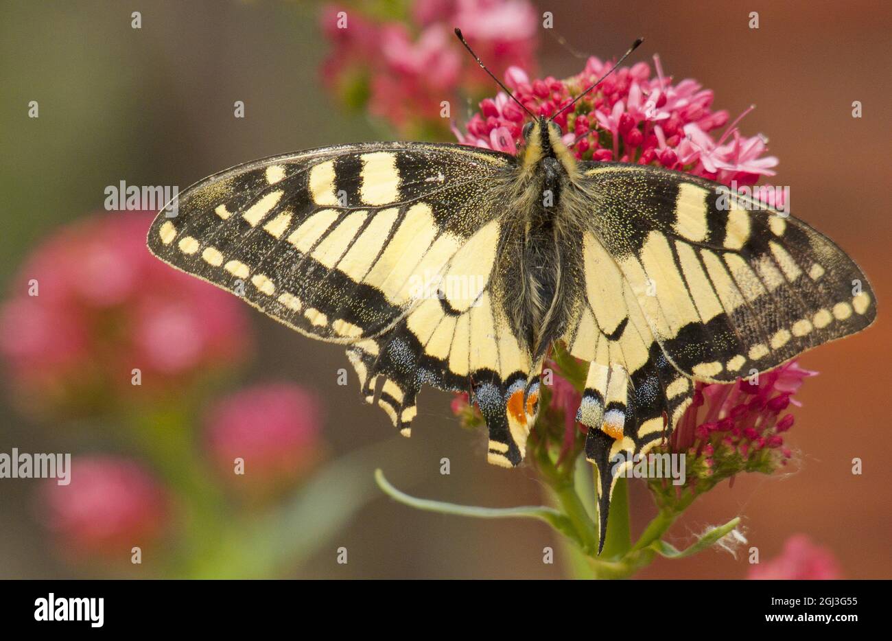 Macro shot of a butterfly collecting nectar on pink flowers Stock Photo ...