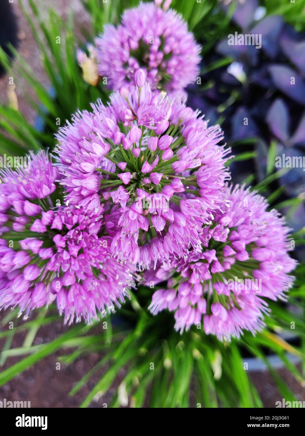 Allium millenium hi-res stock photography and images - Alamy