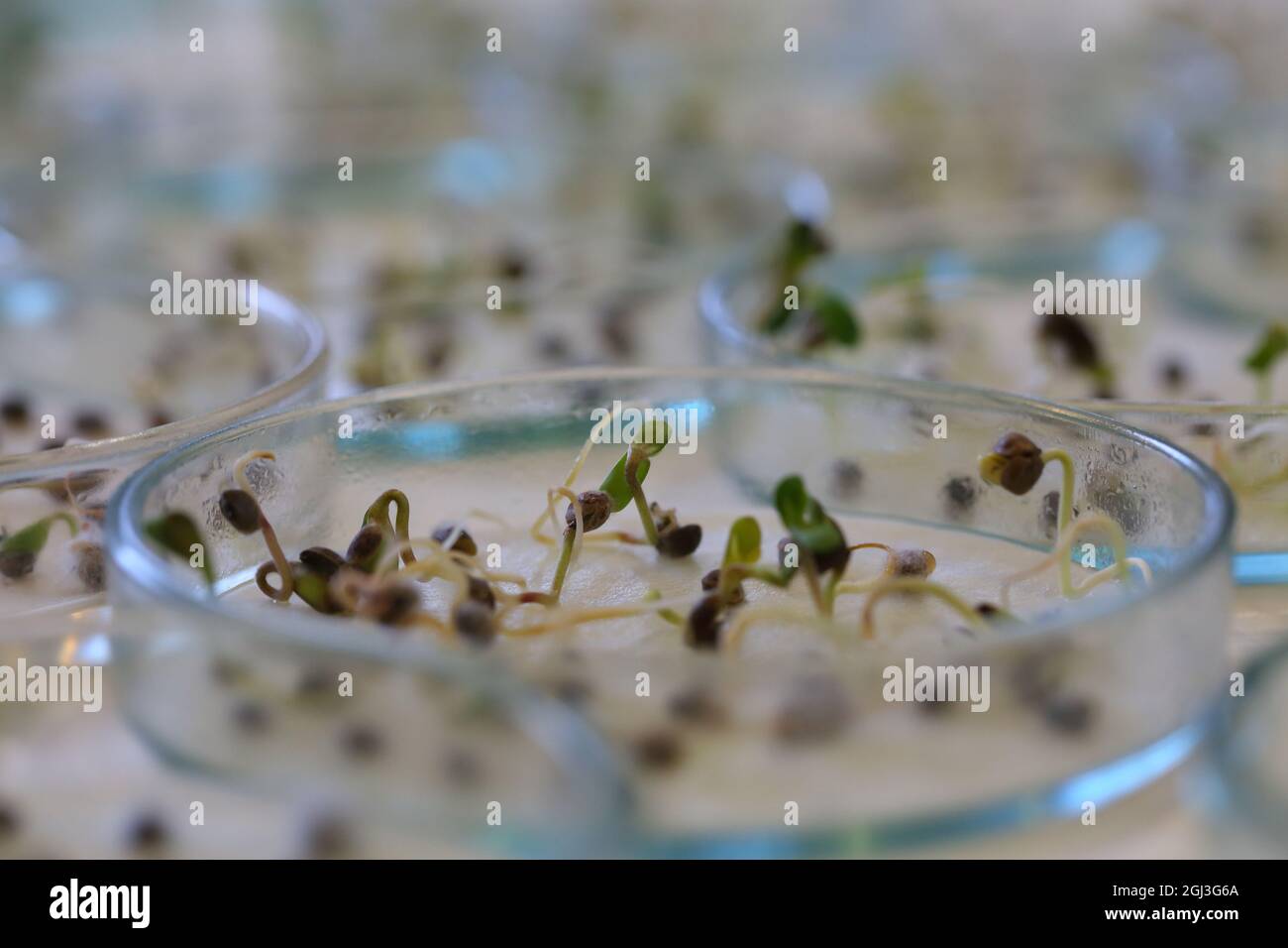 Studying mold on germinated seeds in a science laboratory Stock Photo ...