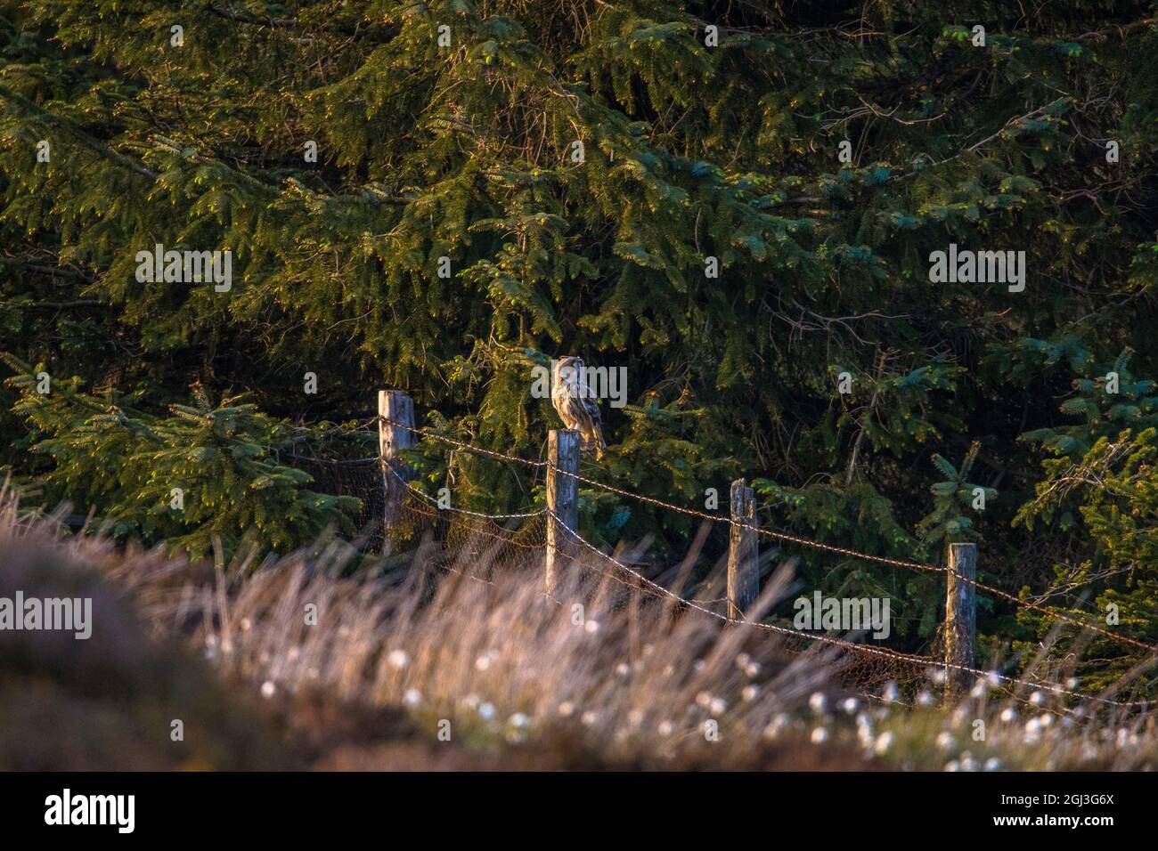 Five owl species hi-res stock photography and images - Alamy
