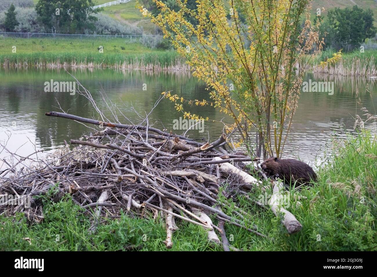 Beaver building lodge with tree branches and mud on the edge of a ...