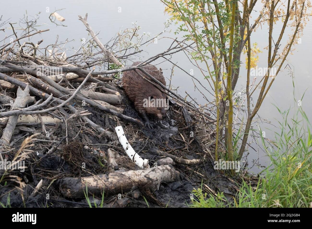 Building A Den High Resolution Stock Photography and Images - Alamy