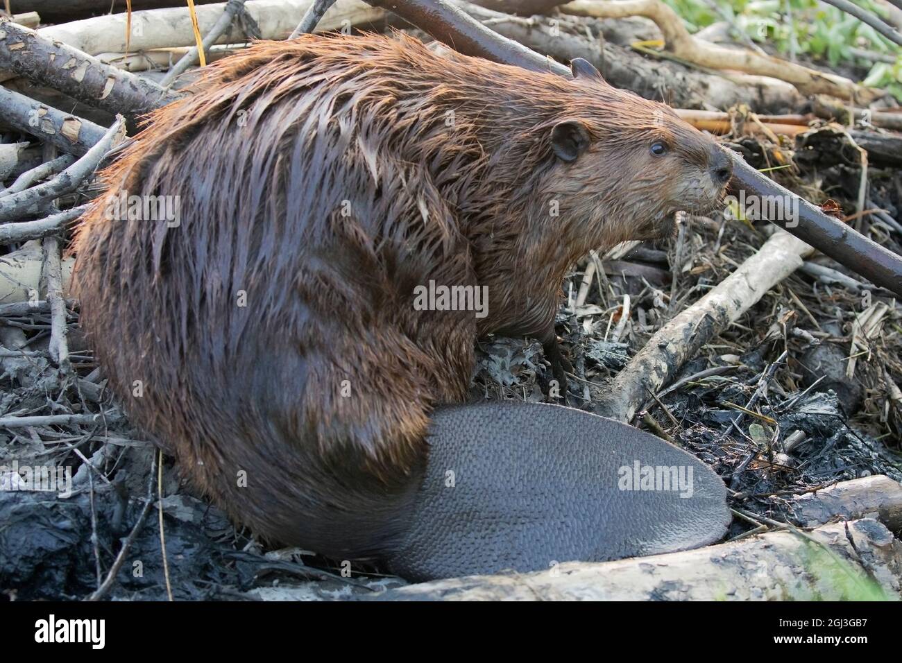 North American beaver sitting on top of the lodge after adding a branch ...