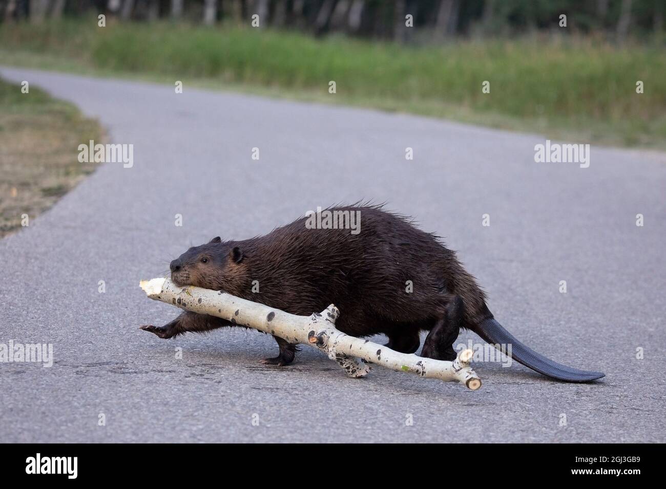 Beaver walking across a path dragging a section of a Trembling Aspen ...