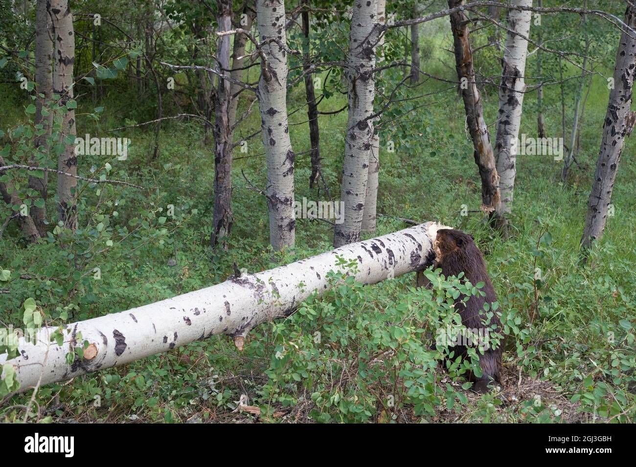 North American beaver standing up on hind legs while cutting down ...