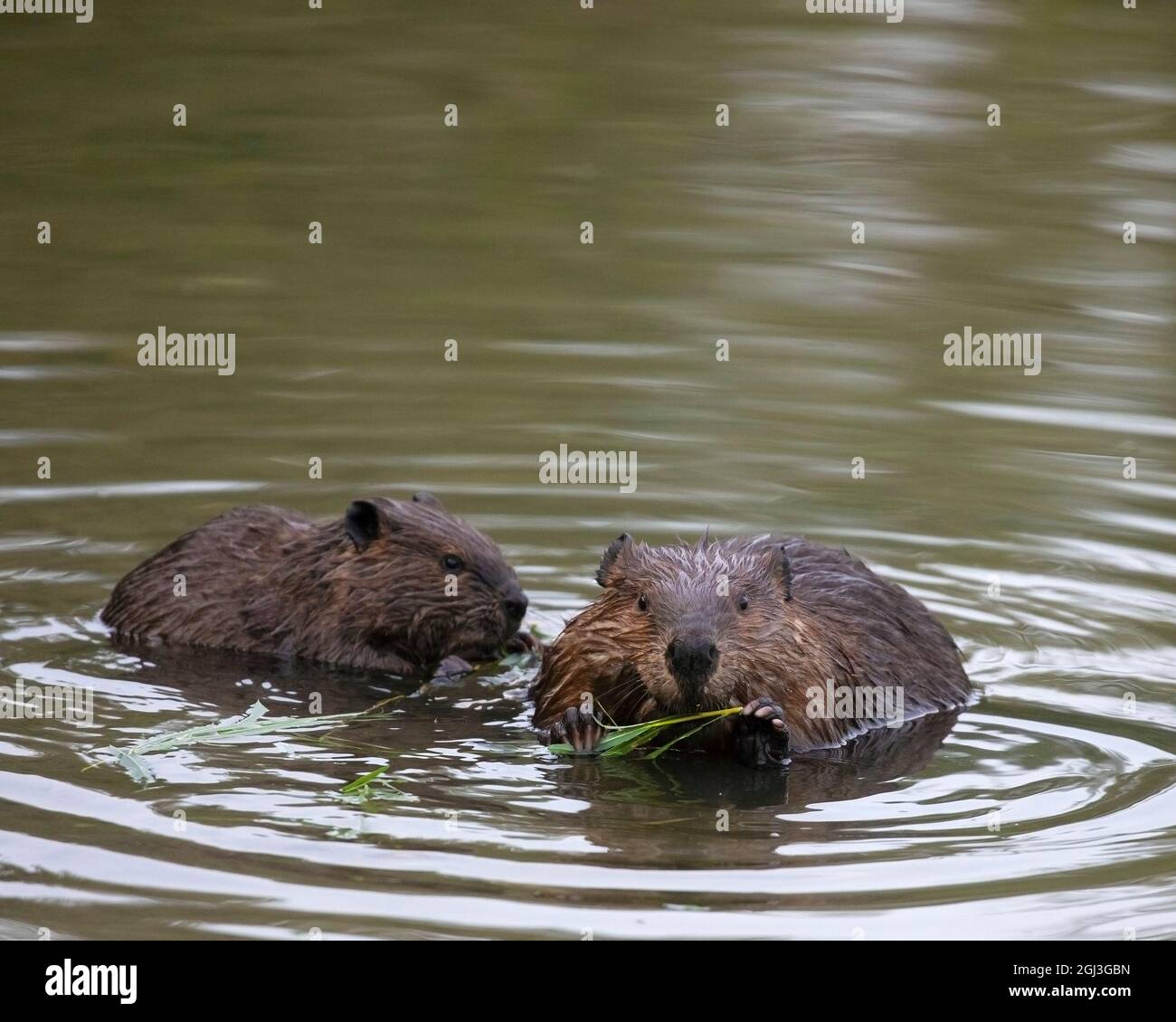 Willow Leaves With High Resolution Stock Photography and Images - Alamy