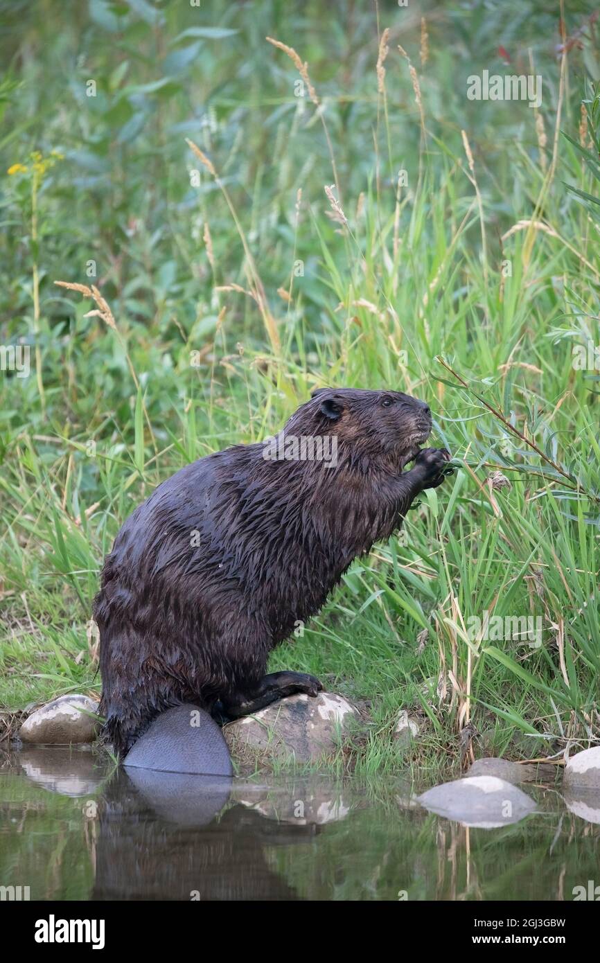 A beaver standing on hind legs hi-res stock photography and images - Alamy