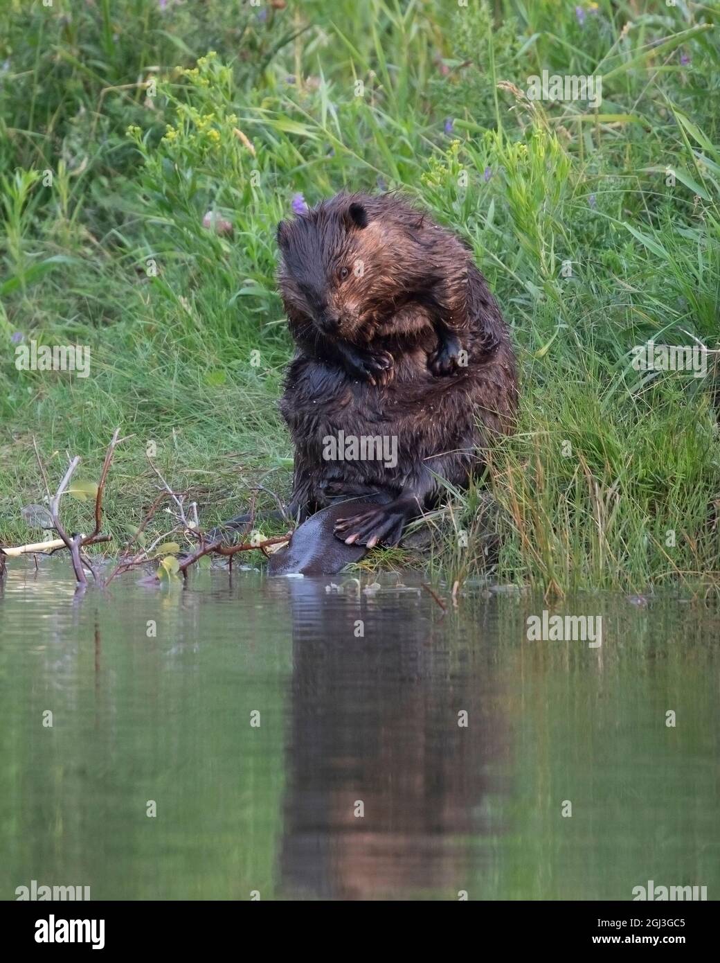 Beaver grooming fur, sitting in green vegetation at the edge of a pond ...