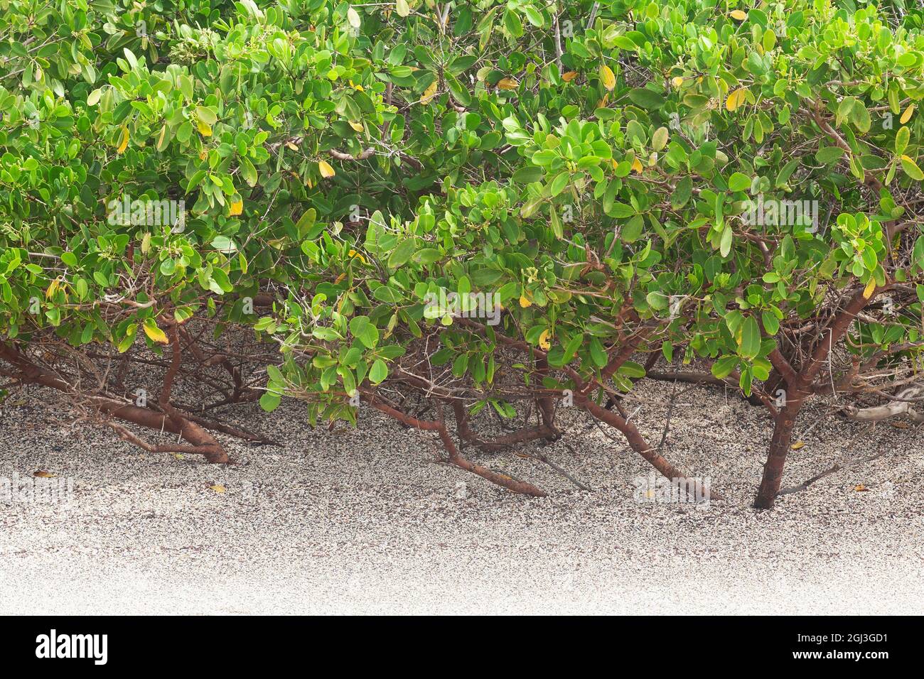 Red Mangrove tree (Rhizophora mangle) growing in beach sand on the ...