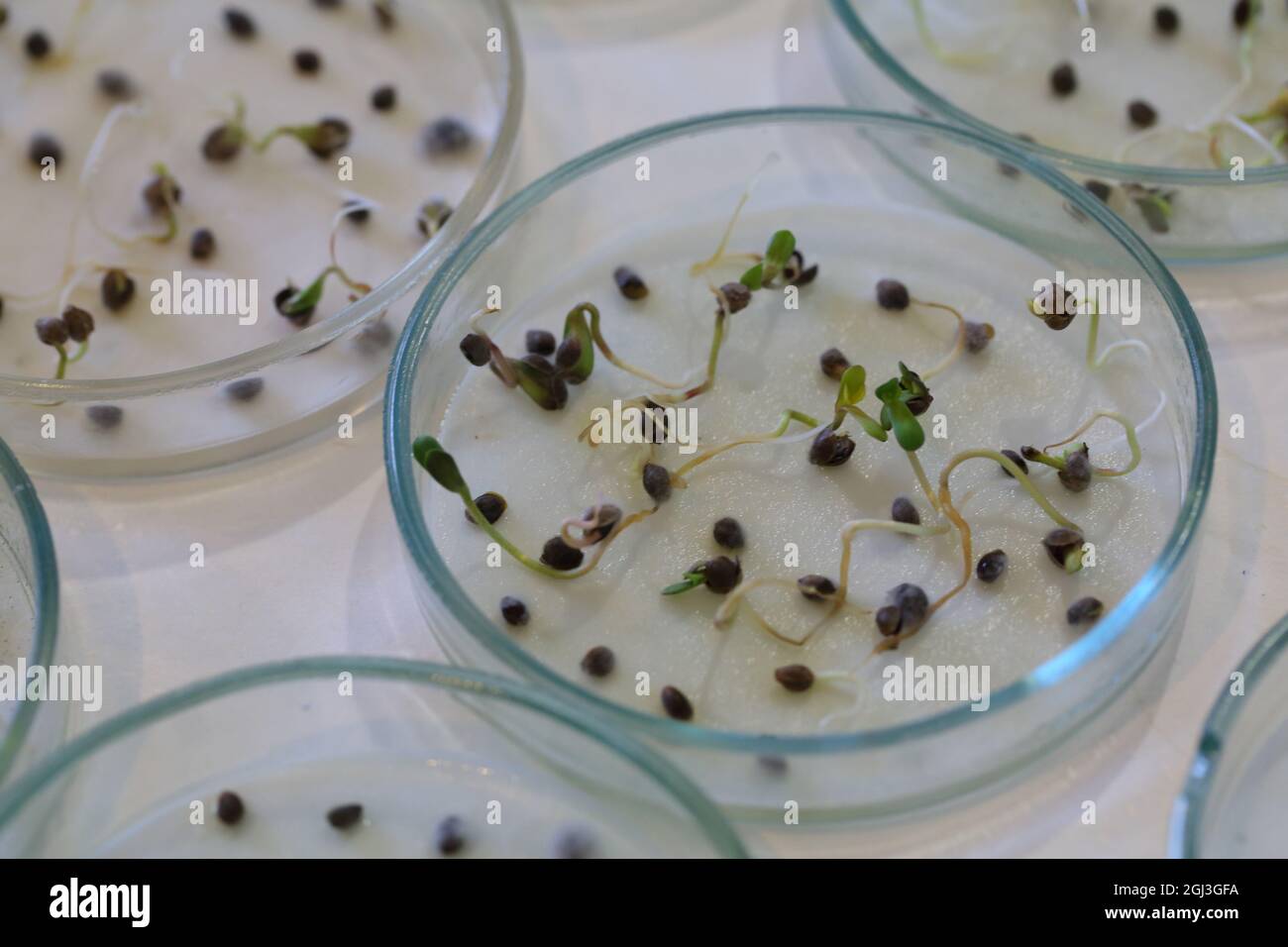 Germinated malt hi-res stock photography and images - Alamy